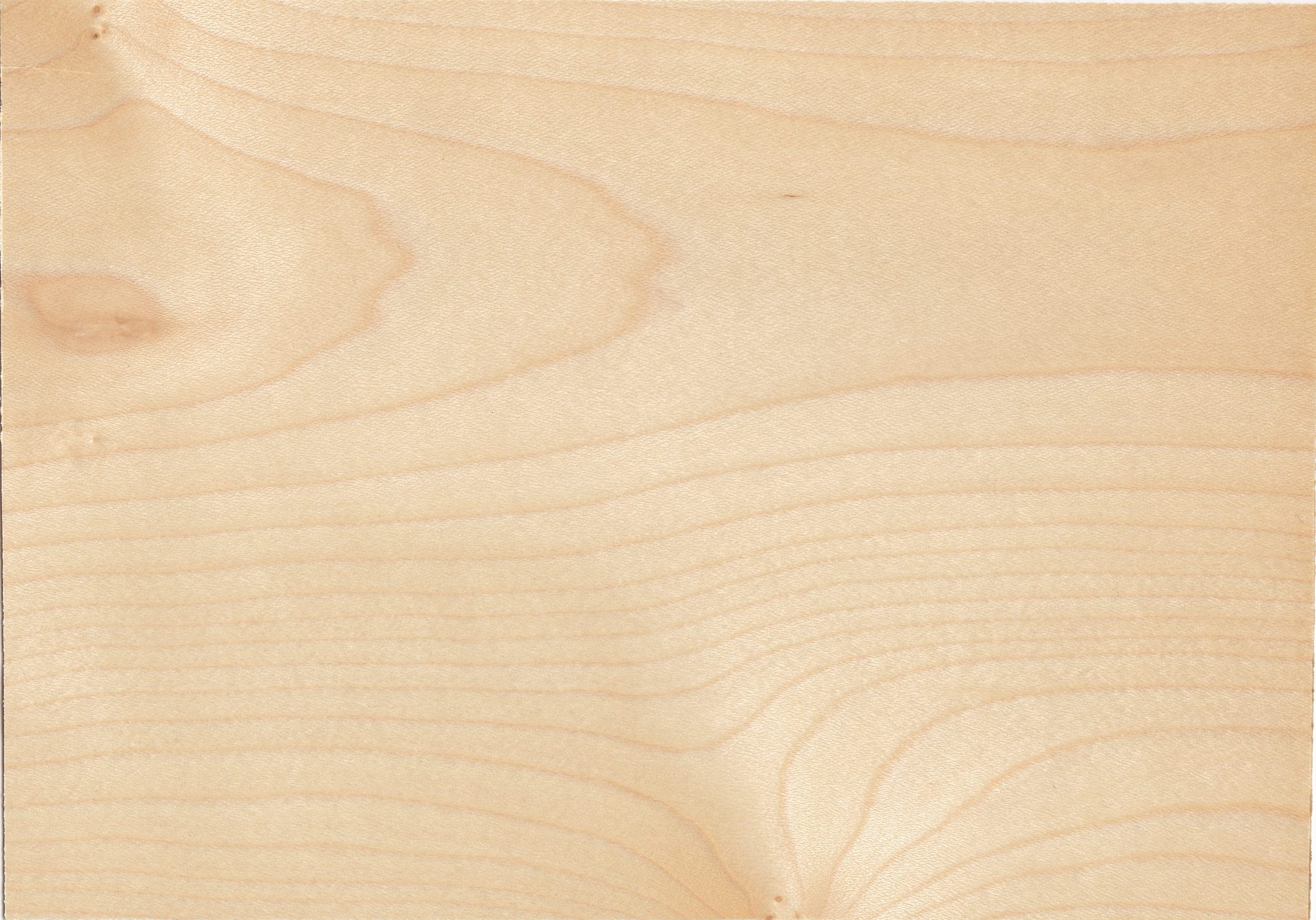 Ahorn, europäisch – Dieterle Furniere